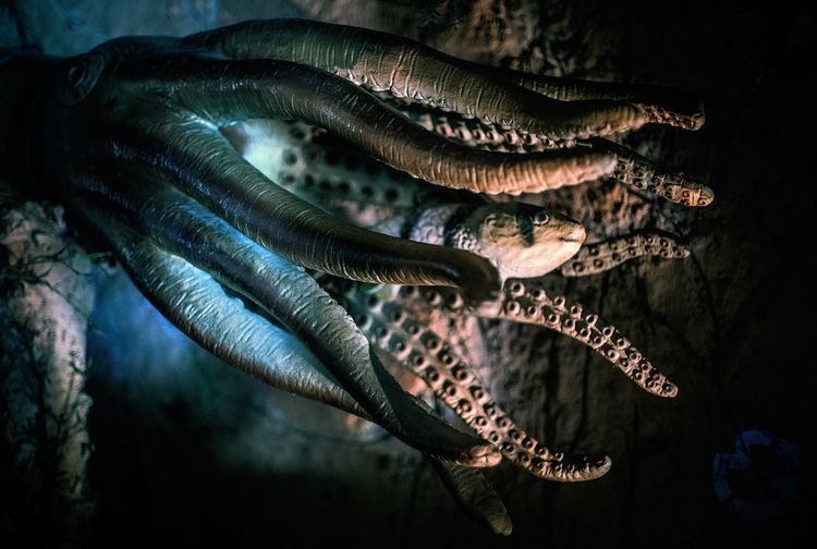 Bukan Hanya Kraken, Ini 7 Monster Laut yang Digambarkan dalam Peta ...
