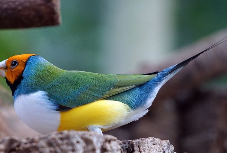 10 Jenis Burung yang Memiliki Bulu Berwarna-warni dari Seluruh Dunia - Kids