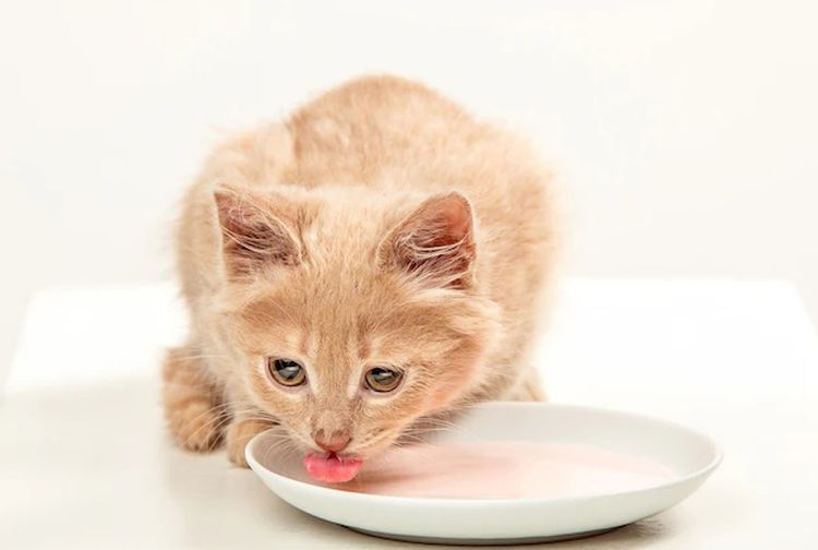 3 Penyebab Kucing Selalu Lapar Meski Sudah Makan, Jangan Dibiarkan - Kids 3 Penyebab Kucing Selalu Lapar Meski Sudah Makan, Jangan Dibiarkan - Kids