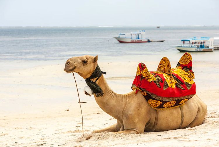 10 Fakta Menarik Unta, Bisa Menahan Haus hingga Berminggu-minggu - Kids