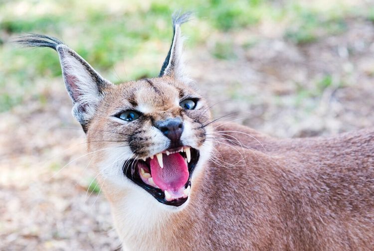 Penyendiri dan Pamburu Andal, Ini Dia 5 Fakta Menarik Kucing Caracal - Kids