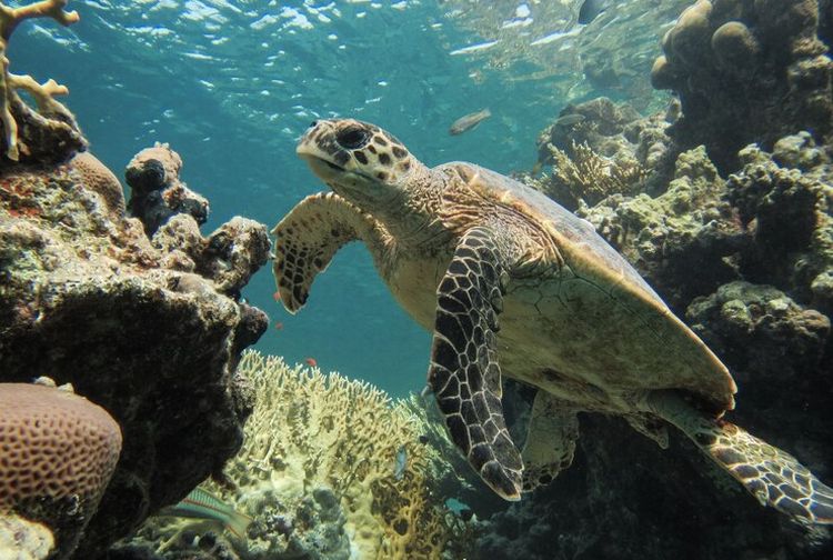 Kenapa Penyu Menyimpan Telur-Telurnya di Daratan? #AkuBacaAkuTahu - Kids