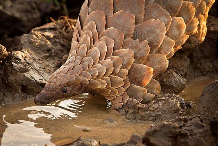 Memiliki Sisik di Tubuhnya, Begini Asal Nama Hewan Trenggiling # ...