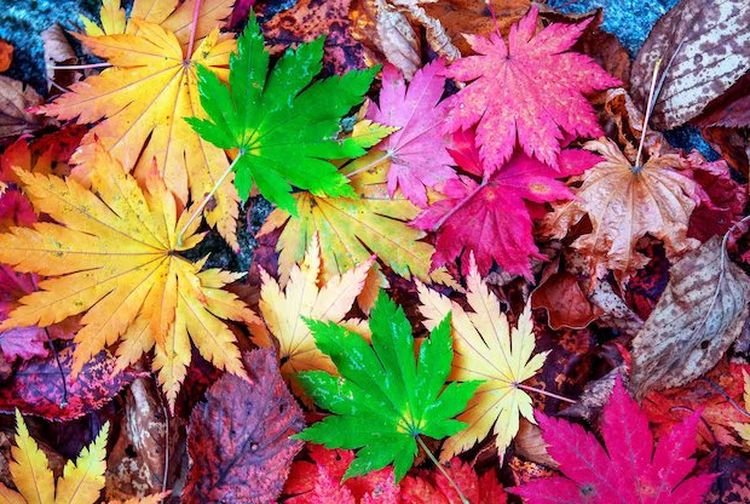 15 Fakta Unik Warna-Warna di Sekitar Kita yang Perlu Kamu Ketahui, Apa ...