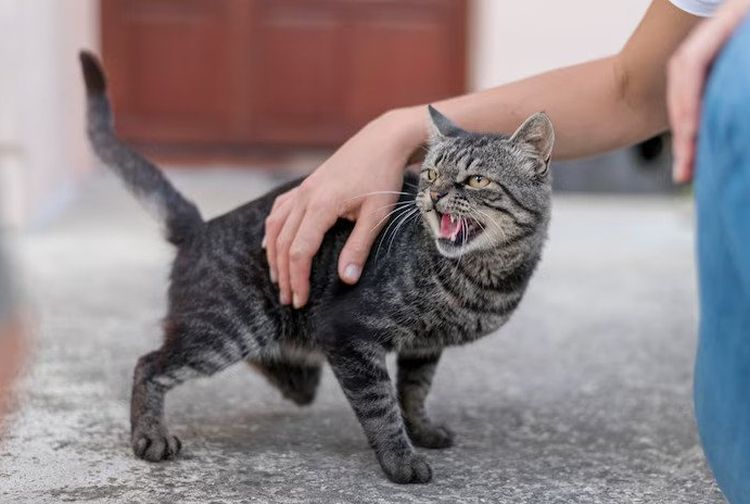 Tak Hanya Menggeram, Bisa Jadi Ini 5 Hal yang Bikin Kucing Marah - Kids