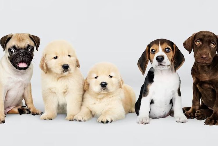 Begini Cara Menghitung Umur Anjing agar Bisa Merawatnya dengan Tepat - Kids