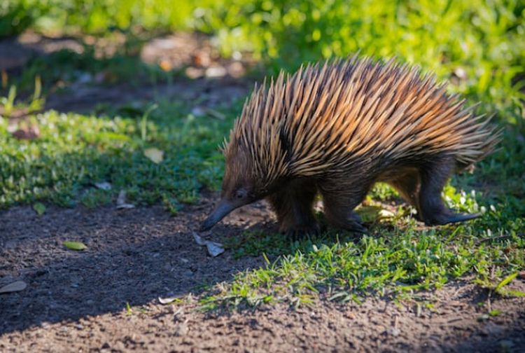 5 Fakta Menarik Ekidna, Mamalia Berduri yang Mirip Landak - Kids
