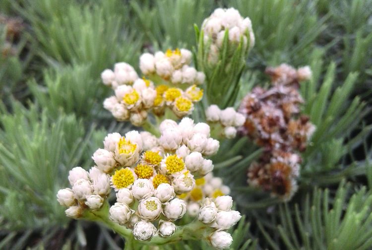 6 Lokasi Tempat Bunga Edelweis Tumbuh di Pegunungan Indonesia - Kids