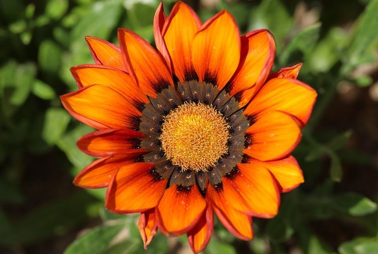 Tumbuhan Dikotil: Pengertian, Ciri-Ciri dan Contohnya - Kids