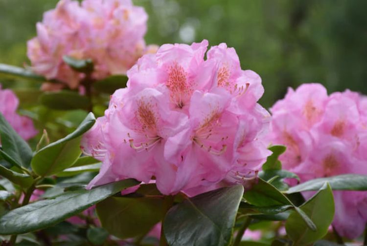 Bunga Azalea, Tanaman Hias Cantik yang Berbahaya Bagi Manusia - Kids