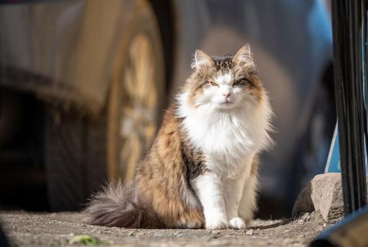 5 Fakta Menarik Kucing Norwegian Forest, Si Pemanjat yang Andal - Kids