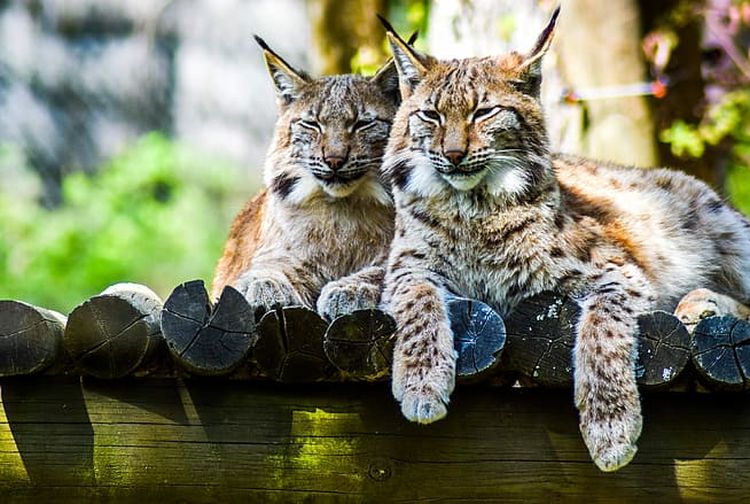 Mengenal Kucing Bobcat, Si Pemburu yang Bisa Bertahan Hidup Lama - Kids