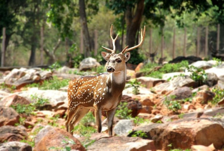 Punya Lambung Ganda, Apa Itu Hewan Ruminansia? #AkuBacaAkuTahu - Kids