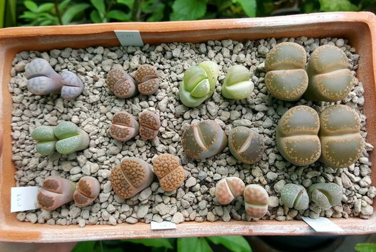 Apa Tujuan Tumbuhan Lithops Melakukan Kamuflase? #AkuBacaAkuTahu - Kids