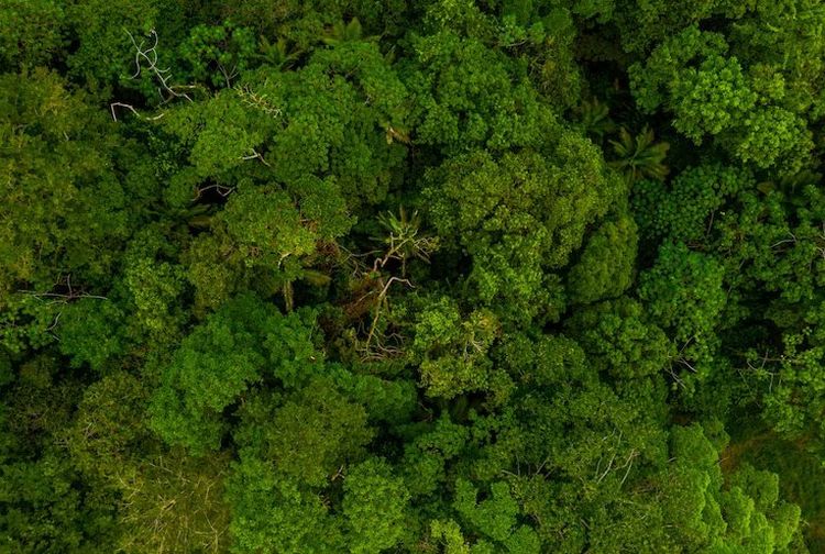 8 Jenis Hutan yang Tersebar di Wilayah Indonesia, Geografi Kelas 11 SMA ...