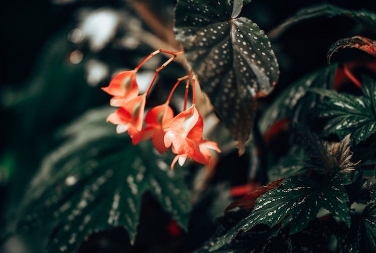 5 Penyebab Daun Begonia Mengering dan Cara Mengatasinya, Sudah Tahu? - Kids
