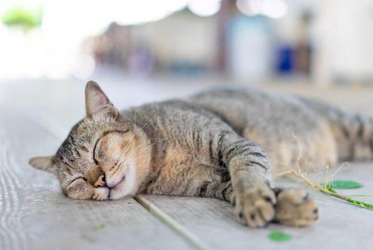 Bagaimana Efek Tumbuhan Catnip pada Perilaku Kucing? #AkuBacaAkuTahu - Kids