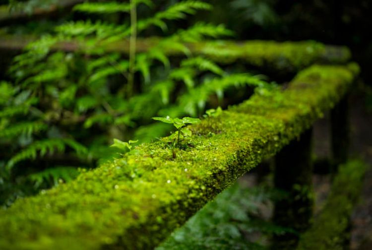 Tumbuhan Vaskuler dan Non Vaskuler: Pengertian serta Contoh - Kids