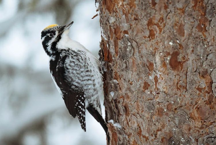 8 Fakta Menarik Woodpecker, Burung Kecil yang Suka Mematuk Pohon - Kids