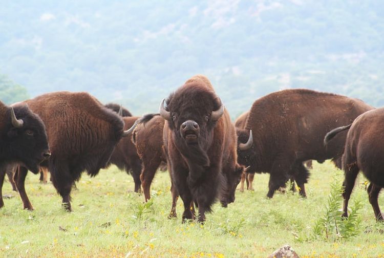 8 Fakta Menarik Bison, Banteng Liar Raksasa Asal Amerika Utara - Kids