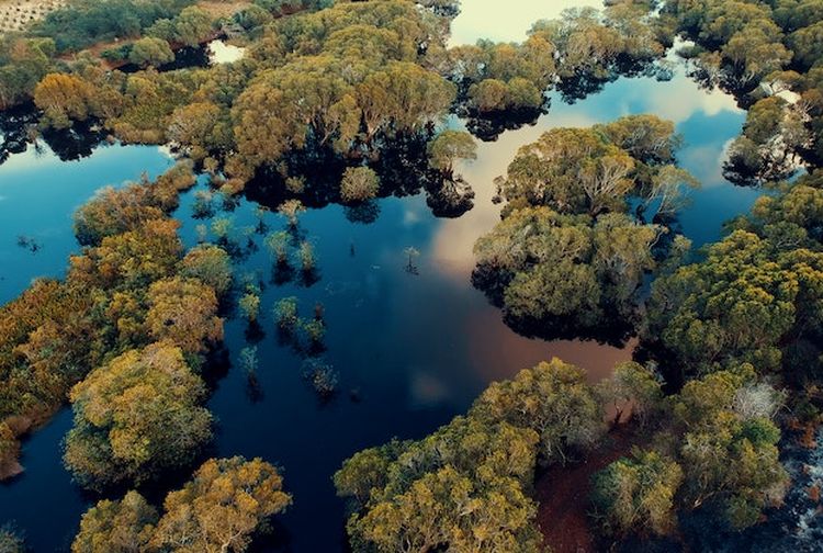 Geografi Kelas 10 SMA: Pengertian Rawa, serta Ciri-Ciri dan Manfaatnya ...