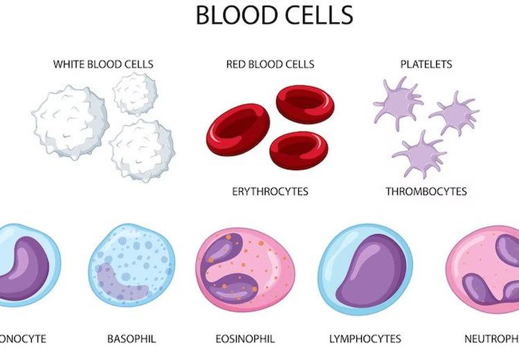 Apa Itu Limfosit? Ini Pengertian dan Jenis-jenisnya - Kids