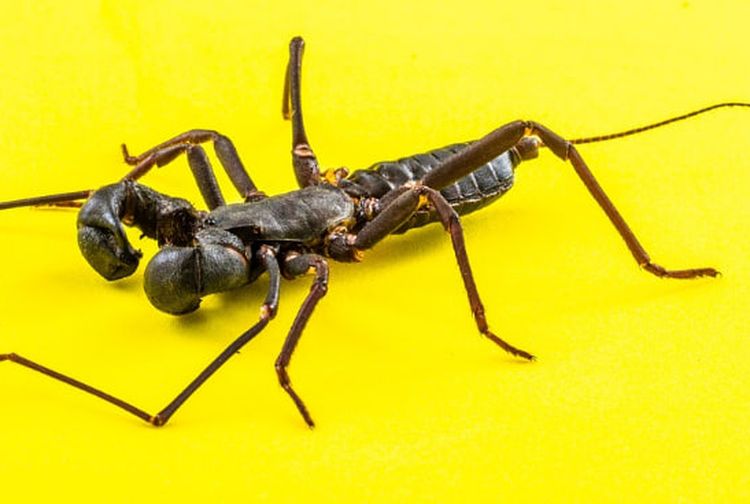 Mengenal Ketonggeng, Hewan Mirip Kalajengking Si Pembasmi Hama - Semua ...