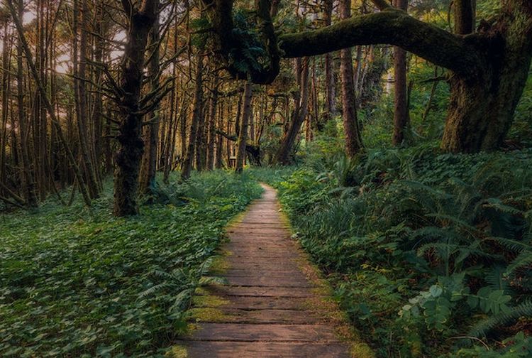 Materi Geografi Kelas 10 SMA: 6 Jenis Bioma serta Penjelasannya - Kids