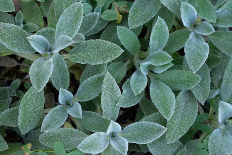 Menurunkan Kolesterol hingga Jaga Kesehatan Gigi, Ini 6 Manfaat Tanaman ...