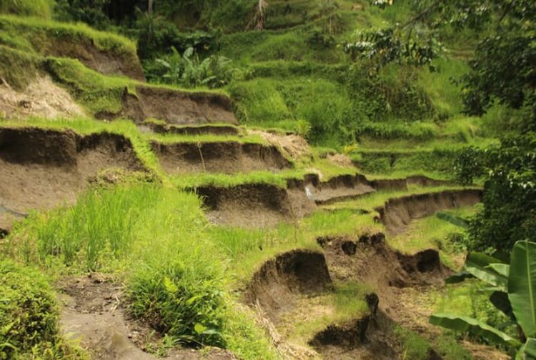 6 Upaya untuk Mencegah Erosi, Salah Satunya Membuat Terasering - Kids