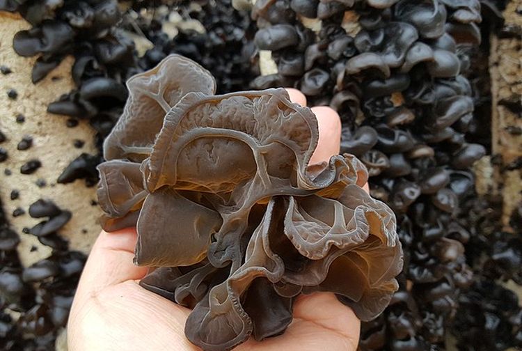 Salah Satunya Menangkal Racun, Ini 5 Manfaat Mengonsumsi Jamur Kuping ...