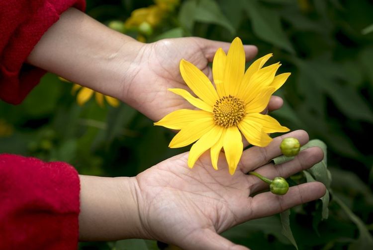 Mengenal Bagian-Bagian Bunga, Mulai dari Tangkai hingga Mahkota - Kids