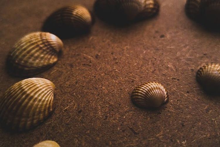 15 Fakta Menarik Kerang, Hewan Laut yang Hidup di dalam Cangkang - Kids