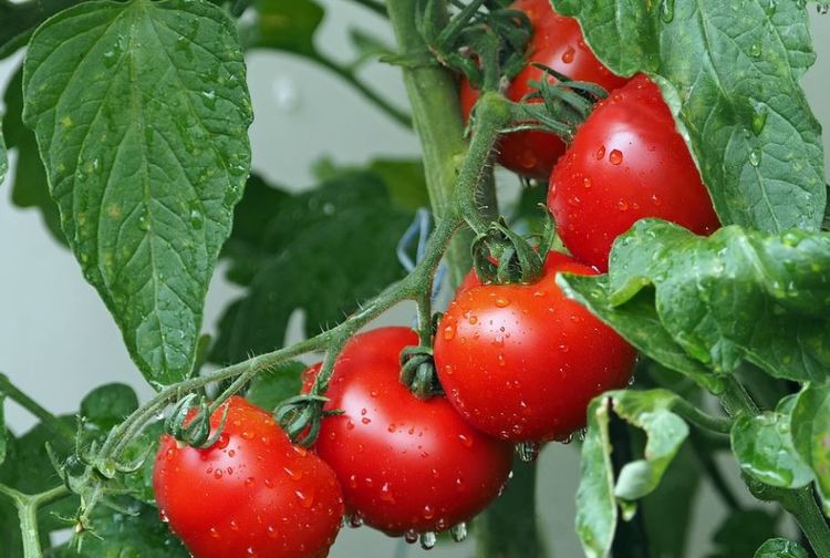 Tomat Termasuk Buah atau Sayuran? Simak Penjelasan Ilmiahnya - Halaman ...