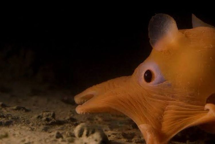 Flapjack Octopus, Gurita Menggemaskan yang Hidup di Laut Dalam # ...