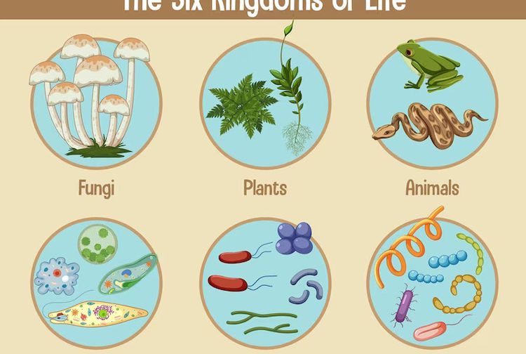 8 Perbedaan Sel Tumbuhan dan Sel Hewan, Salah Satunya dari Ukuran - Kids