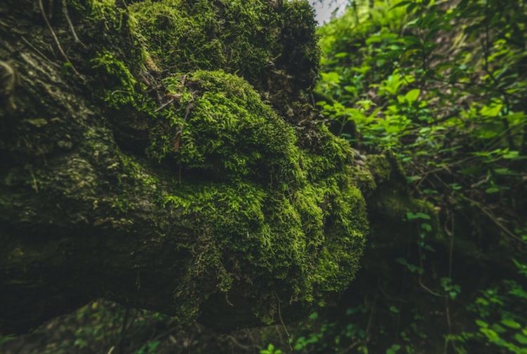 5 Peran Lumut bagi Ekosistem dan Kehidupan Manusia serta Penjelasannya ...