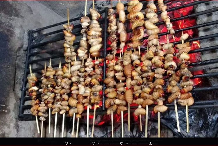 Ulat Sagu, Makanan Unik yang Kaya Protein dari Papua - Kids