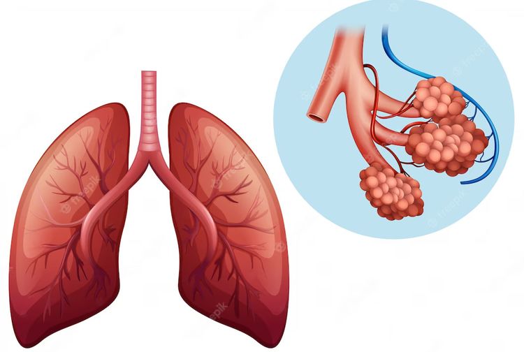 5 Cara Membersihkan Paru-Paru, Salah Satunya Berolahraga - Kids