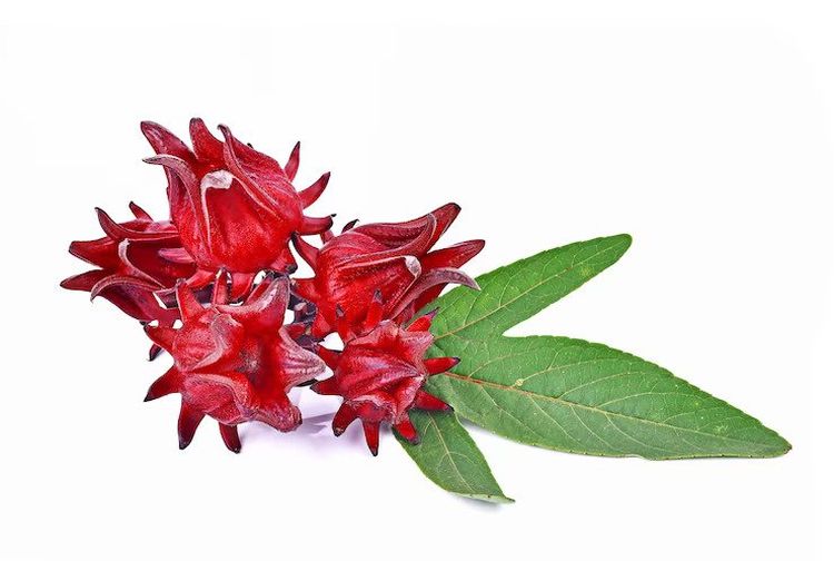 7 Manfaat Kesehatan Bunga Rosella, Salah Satunya Sembuhkan Batuk dan ...
