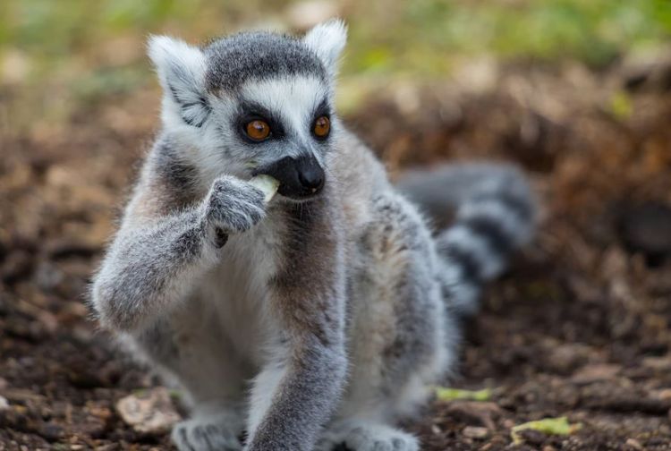 10 Fakta Menarik Lemur, Primata dari Madagascar yang Pandai Bernyanyi ...