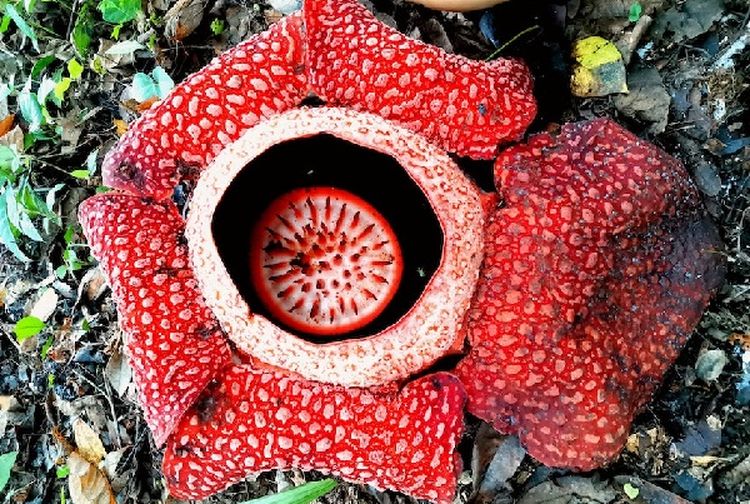 Mengenal 3 Bunga Nasional Bangsa Indonesia serta Karakteristiknya, Apa ...