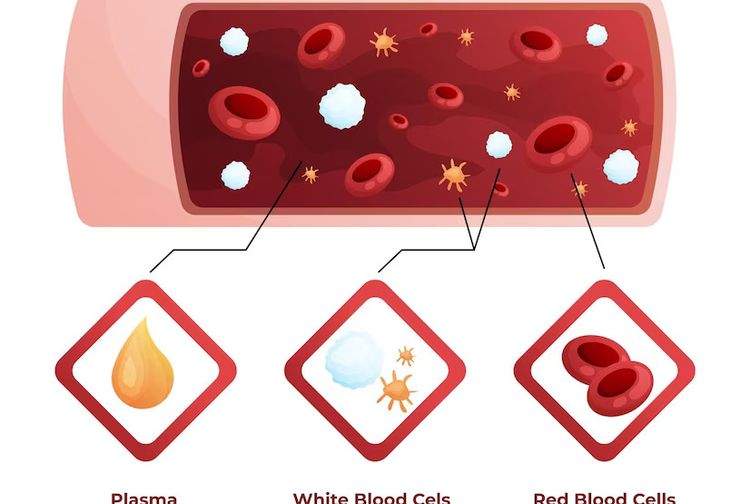 Materi Biologi Kelas XI: 4 Komponen Darah Beserta Fungsinya - Semua ...