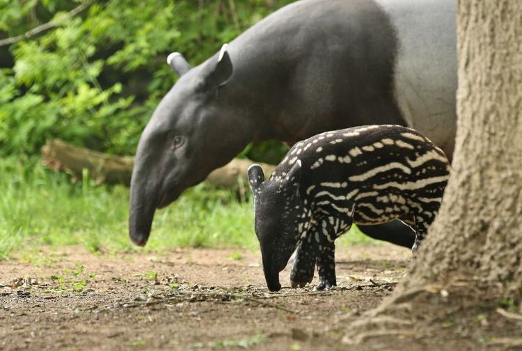 10 Fakta Menarik Tapir, Mamalia yang Mirip Babi, Badak dan Trenggiling ...