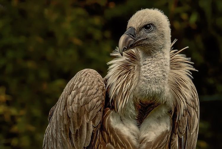 10 Fakta Griffon Vulture, Burung Bangkai Bersuara Mendesis # ...