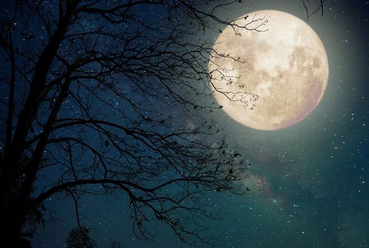 Berpendar Terang, Begini 7 Dampak Bulan Purnama bagi Kehidupan Bumi - Kids