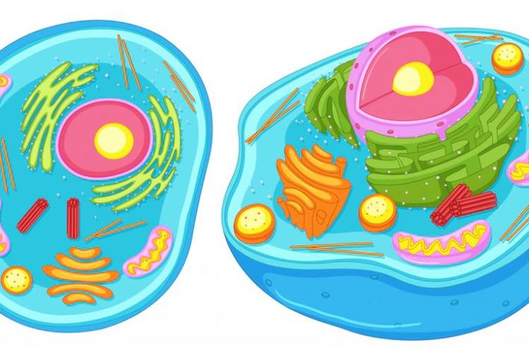 Memahami Struktur Sel, Materi IPA Kelas VIII SMP - Kids