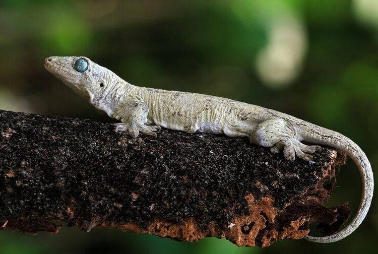 4 Makna di Balik Suara Tokek yang Jarang Diketahui, Apa Saja? - Kids