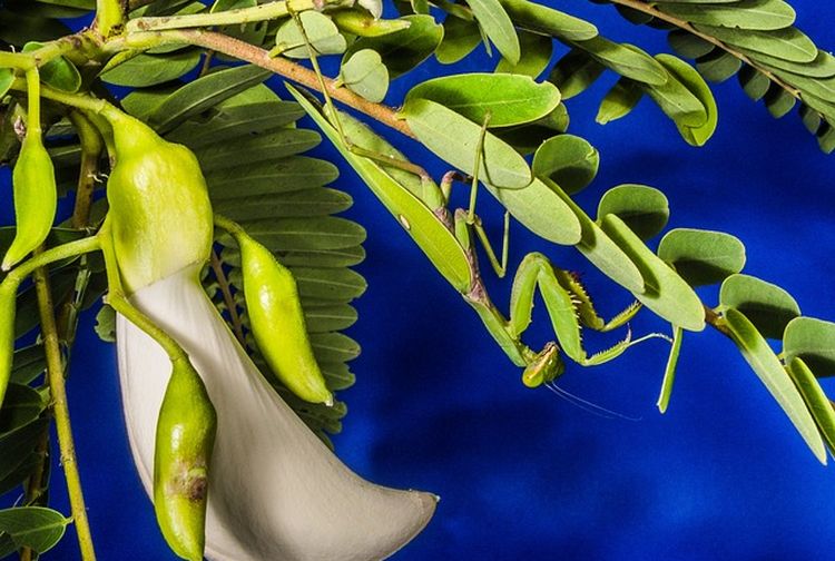 Sering Disajikan dalam Hidangan Pecel, Ini 5 Khasiat Mengonsumsi Bunga ...