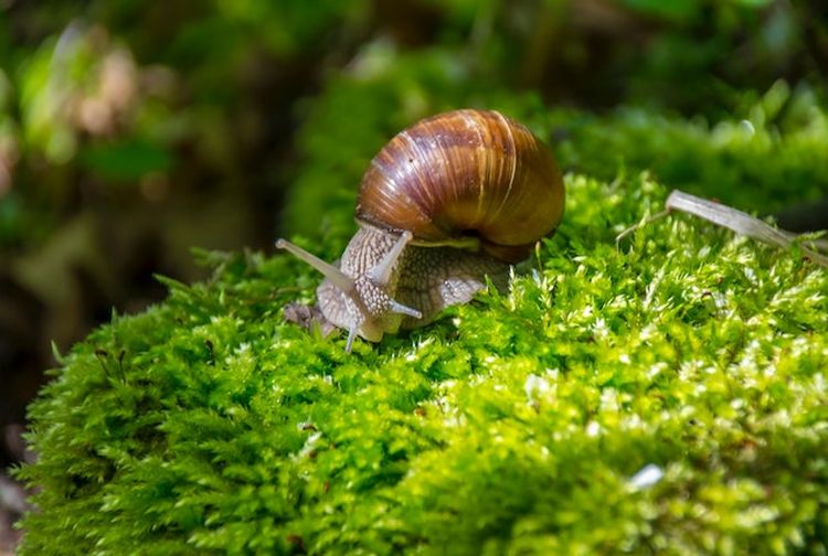Kenapa Bekicot Jalannya Sangat Lambat? #AkuBacaAkuTahu - Kids